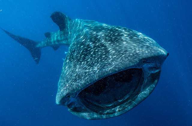 Home | Marine Protection Atlas